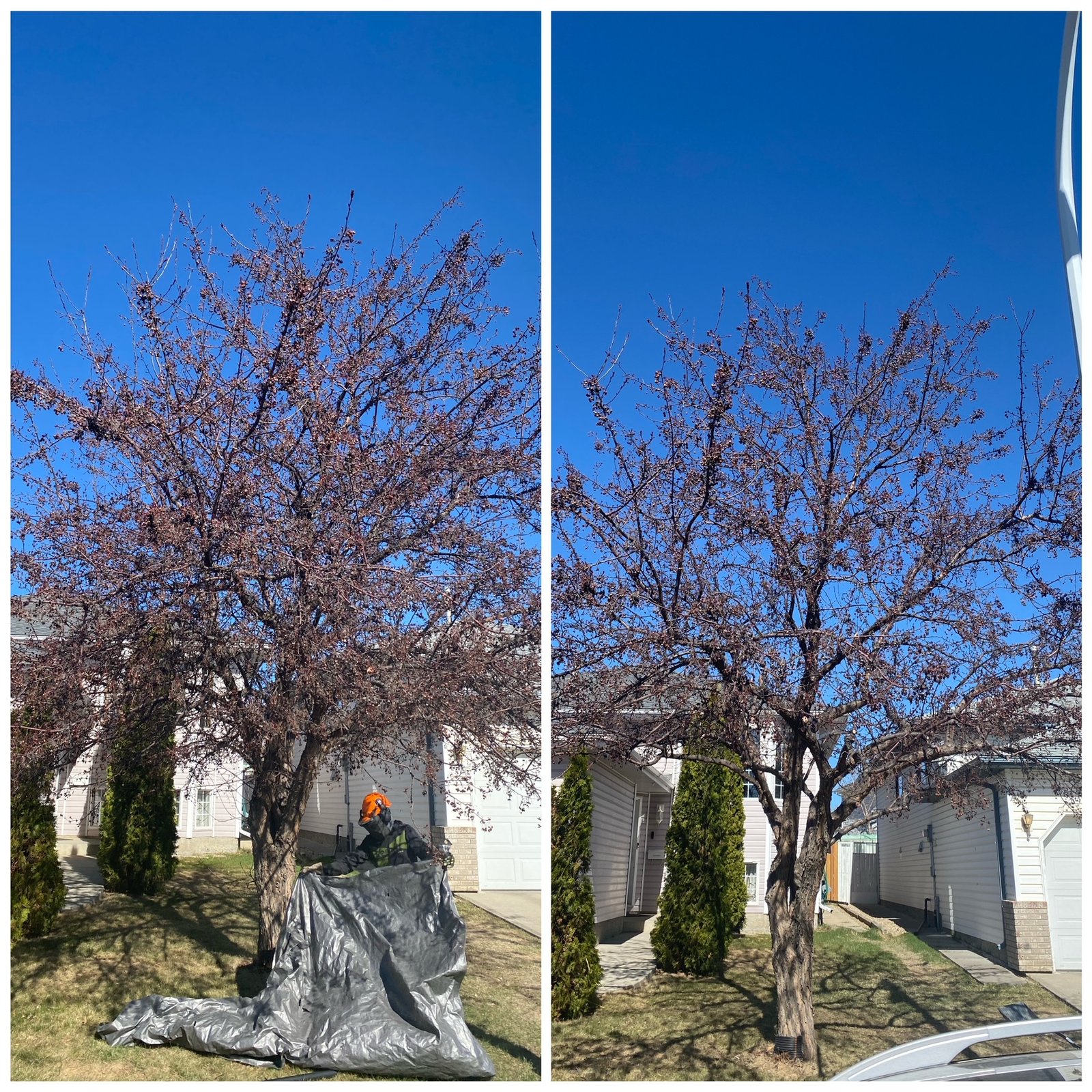 SPRING PRUNING : Edmonton Arborist
