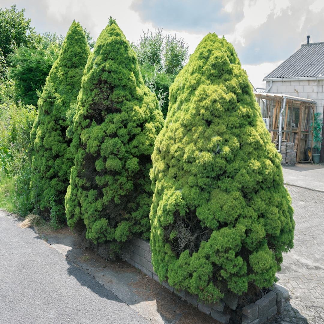ALBERTA SPRUCE - EDMONTON : Edmonton Arborist