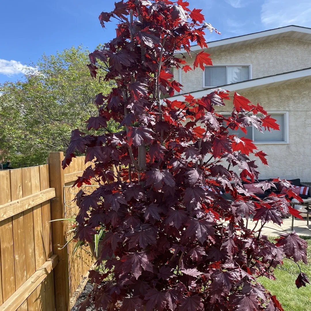 RED ROCKET MAPLE - EDMONTON : Edmonton Arborist