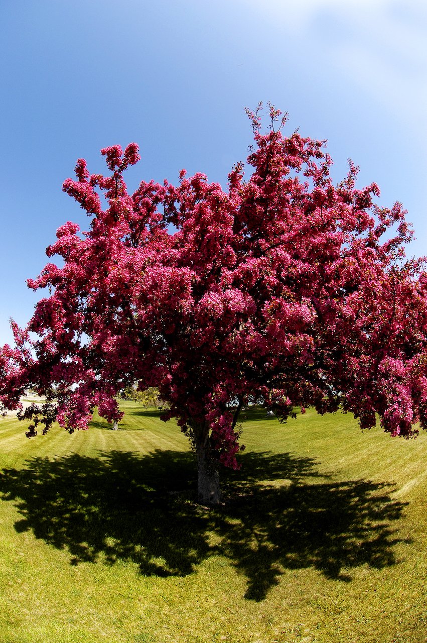 BEST SMALL TREES FOR ALBERTA YARDS : Edmonton Arborist