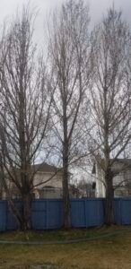 FAST GROWING ALBERTA TREES : Edmonton Arborist