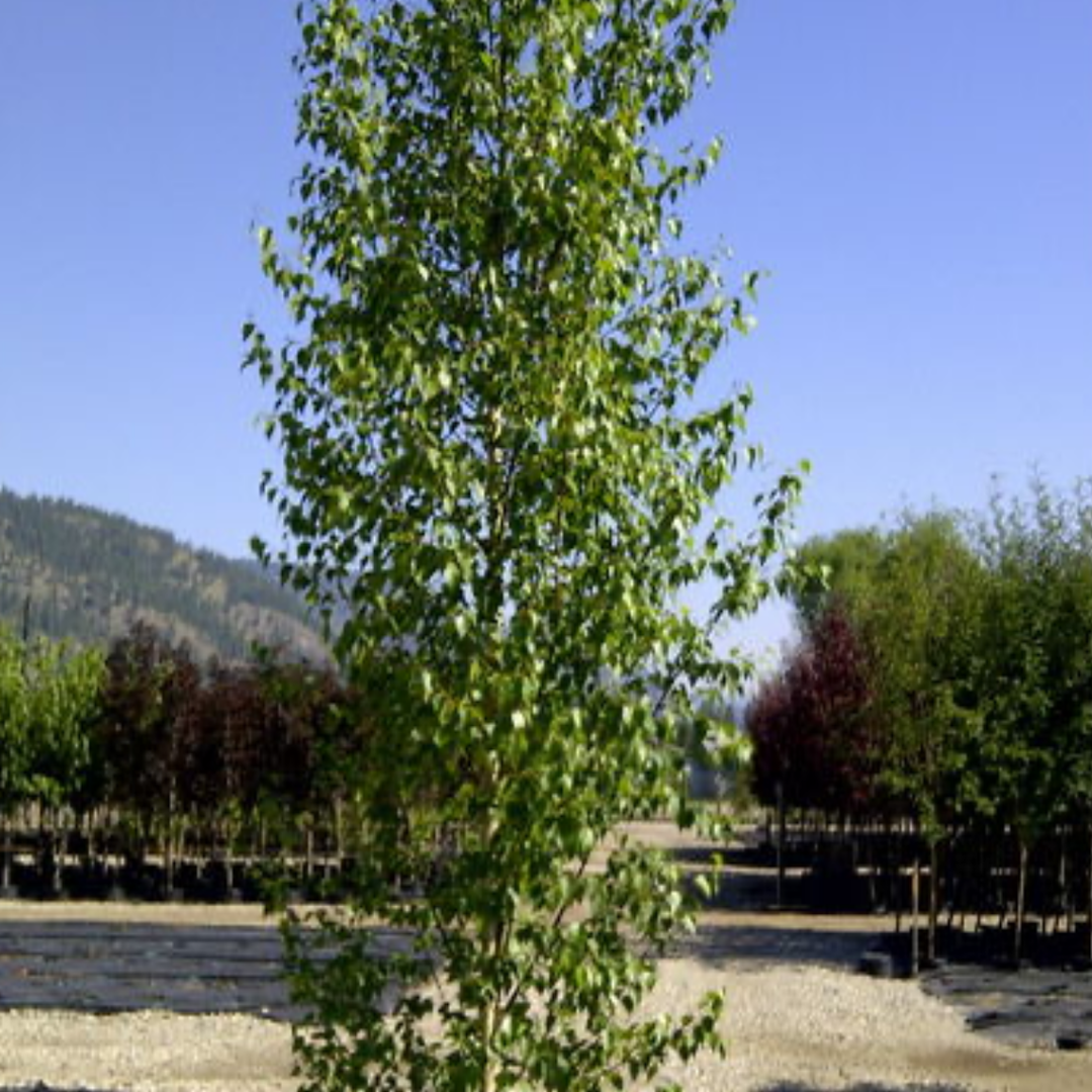 PINNACLE BIRCH - EDMONTON : Edmonton Arborist