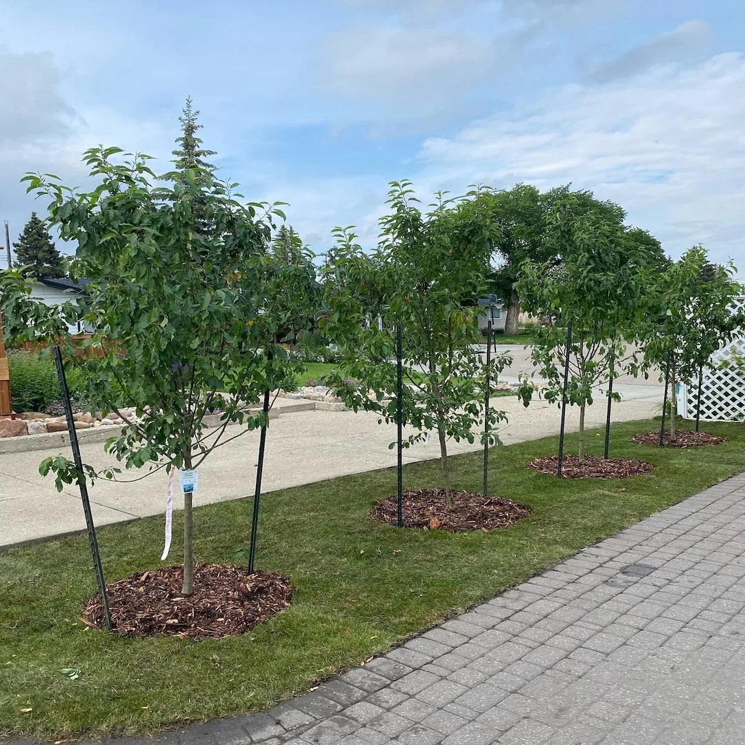EDMONTON TREE PLANTING : Edmonton Arborist