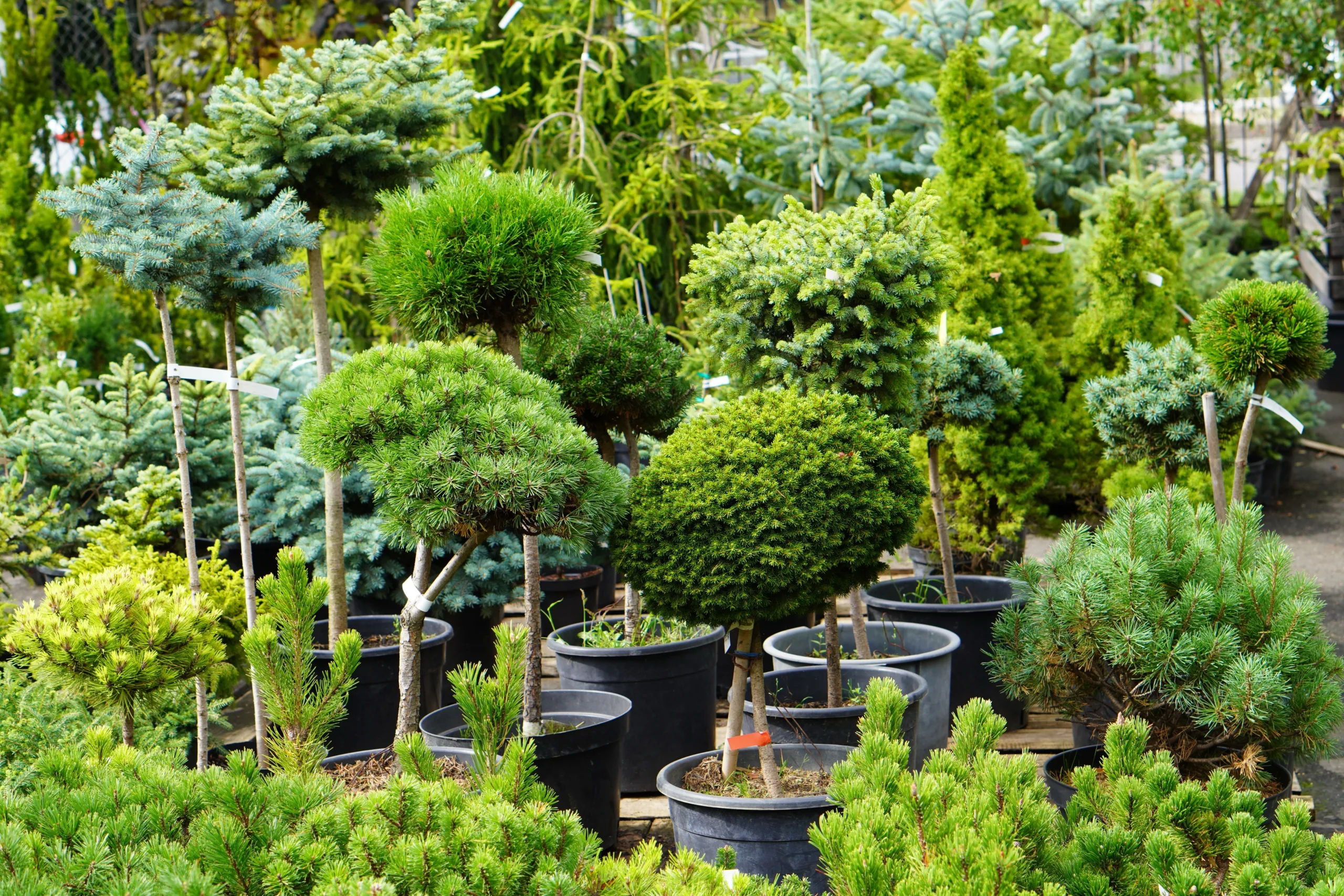 EDMONTON TREE SPECIES (TREE CATEGORIES) : Edmonton Arborist